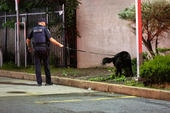 Police Canine Searches Weapons After 4 Editorial Stock Photo - Stock ...