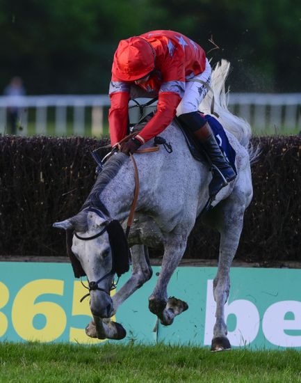 Race Winner My Lady Grey Ridden Editorial Stock Photo - Stock Image ...