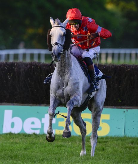 Race Winner My Lady Grey Ridden Editorial Stock Photo - Stock Image ...