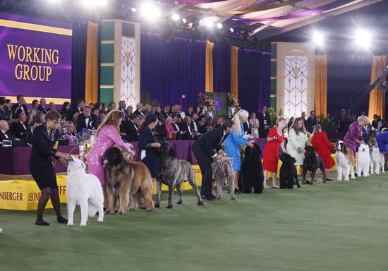 Dogs Working Group Compete 146th Annual Editorial Stock Photo - Stock ...