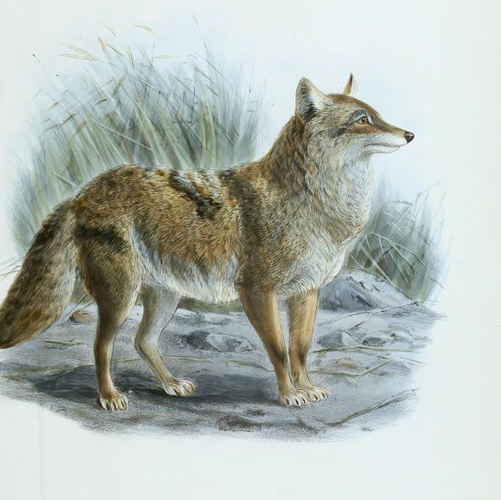 Coyote Coyote North American Prairie Wolf Editorial Stock Photo - Stock ...