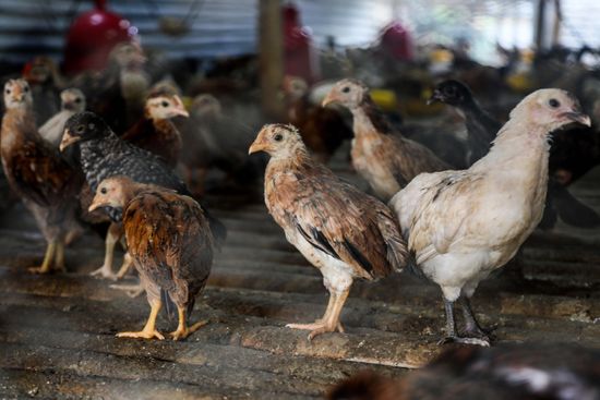 Chikens Rest Their Cages Tradition Poultry Editorial Stock Photo - Stock Image | Shutterstock