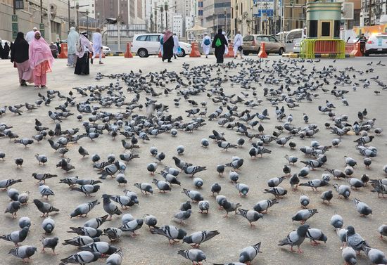 Muslim Pilgrims Feed Pigeons Near Grand Editorial Stock Photo - Stock ...