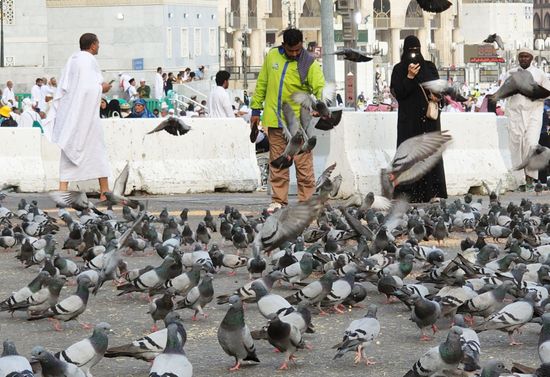 Muslim Pilgrims Feed Pigeons Near Grand Editorial Stock Photo - Stock ...