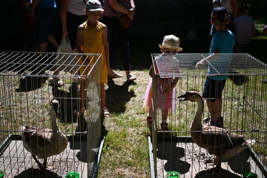 Visitors Look Ducks Their Cages Show Editorial Stock Photo - Stock ...