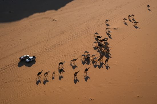 Camels During Stage 9 Dakar Rally Editorial Stock Photo - Stock Image ...