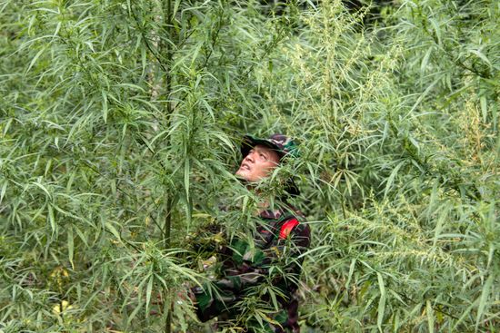 Soldier Checks Marijuana Plants During Indonesia Editorial Stock Photo ...