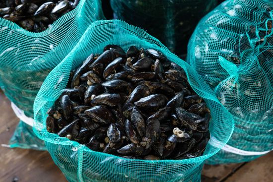 Mussel Processing Activities By Workers Consortium Editorial Stock ...