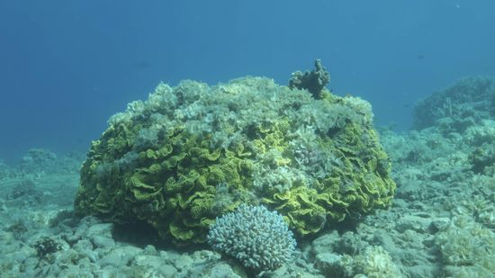 Once Beautiful Coral Reef Overgrown Algae Editorial Stock Photo - Stock ...