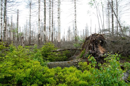 Changing Forest Naturally Regenerating Forest Under Editorial Stock ...