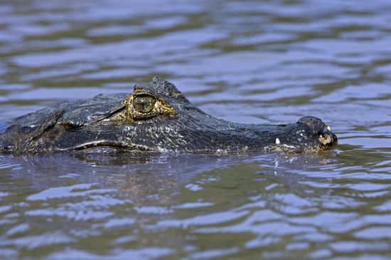 Caiman Spectacled Caiman Caiman Crocodylus Yacare Editorial Stock Photo ...