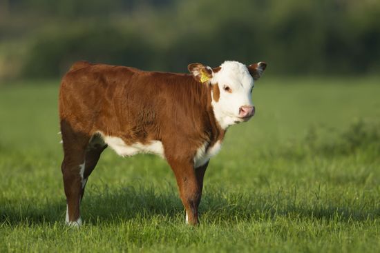 Cow Bos Taurus Juvenile Calf Grass Editorial Stock Photo - Stock Image ...
