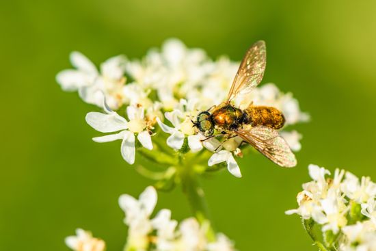 Broad Centurion Fly Chloromyia Formosa Devon Editorial Stock Photo ...