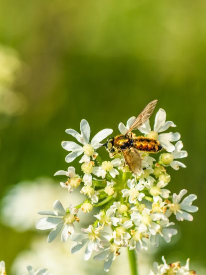 Broad Centurion Fly Chloromyia Formosa Devon Editorial Stock Photo ...