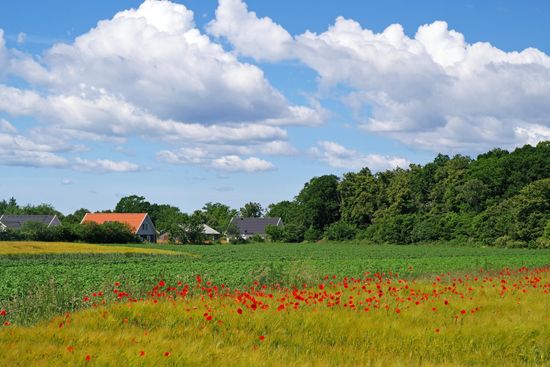 Poppies Farm Fields Houses Oeland Sweden Editorial Stock Photo - Stock ...