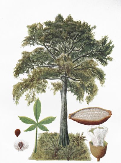 Silkcotton Tree Ceiba Pentandra Kapok Java Editorial Stock Photo ...