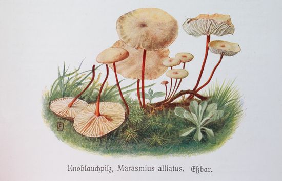 Mushroom Garlic Mushroom Marasmius Alliatus Echter Editorial Stock ...