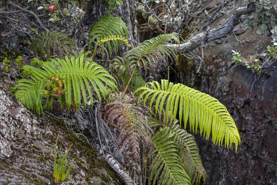 Ferns Lava Fissures Mauna Ulu Hawaii Editorial Stock Photo - Stock ...