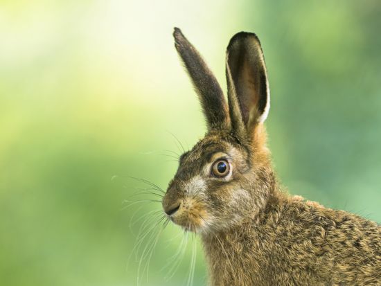 European Hare Lepus Europaeus Animal Portrait Editorial Stock Photo ...