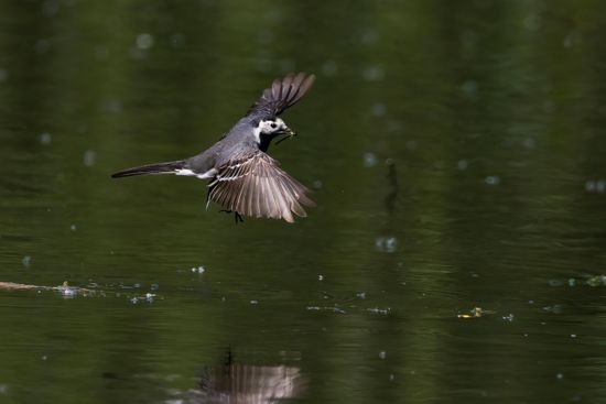 Pied Wagtail Motacilla Alba Flying Captured Editorial Stock Photo ...
