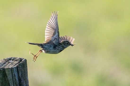 Meadow Pipit Anthus Pratensis Flying Off Editorial Stock Photo - Stock ...