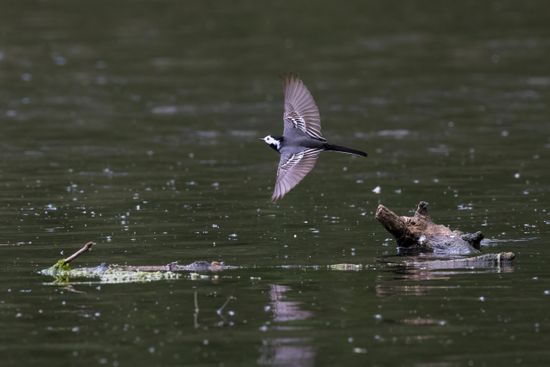 Pied Wagtail Motacilla Alba Flying Hesse Editorial Stock Photo - Stock ...