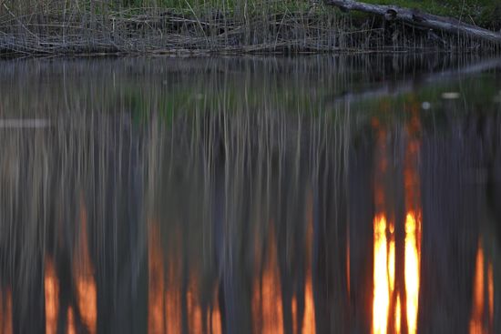 Sunset Alder Marsh Forest Peene Valley Editorial Stock Photo - Stock ...