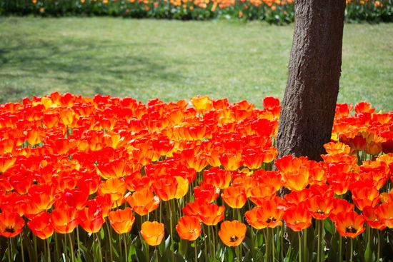 Tulip Flowers Blooming Around Tree Trunk Editorial Stock Photo - Stock ...