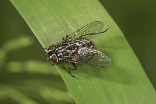 Spotted House Fly Graphomya Maculata On Editorial Stock Photo - Stock ...