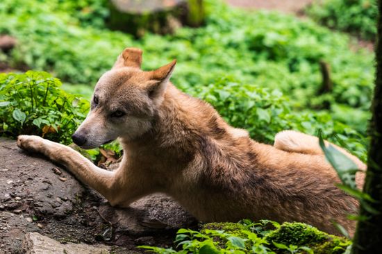 Himalayan Wolf Canis Lupus Himalayensis Gray Editorial Stock Photo ...