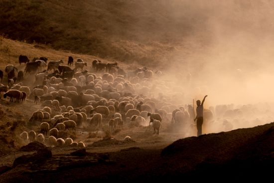 Shepherd Guides His Flock Sheep Through Editorial Stock Photo - Stock ...