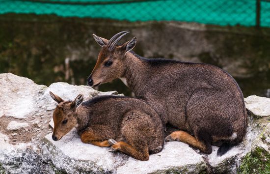 Himalayan Goral Naemorhedus Goral Bovid Species Editorial Stock Photo ...