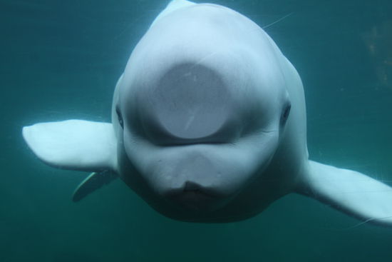 Inquisitive Beluga Whale Juno Squashes His Editorial Stock Photo ...