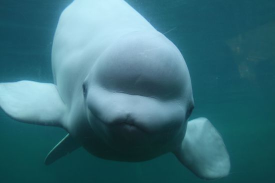 Inquisitive Beluga Whale Juno Swims Close Editorial Stock Photo - Stock ...