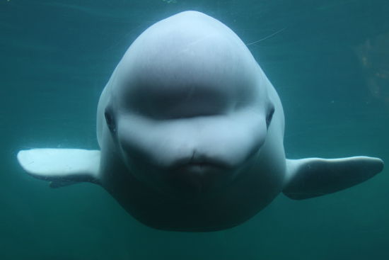 Inquisitive Beluga Whale Juno Swims Close Editorial Stock Photo - Stock ...