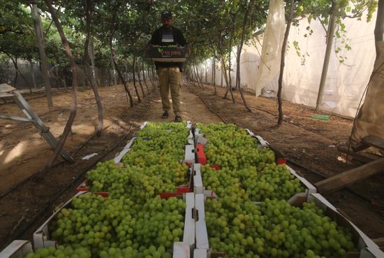 Farmer Harvests Seedless Grapes Vineyard During Editorial Stock Photo ...