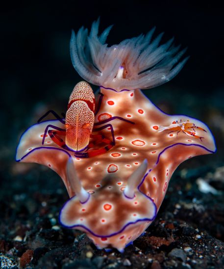 One Funky Looking Nudibranchs Sea Slugs Editorial Stock Photo - Stock ...