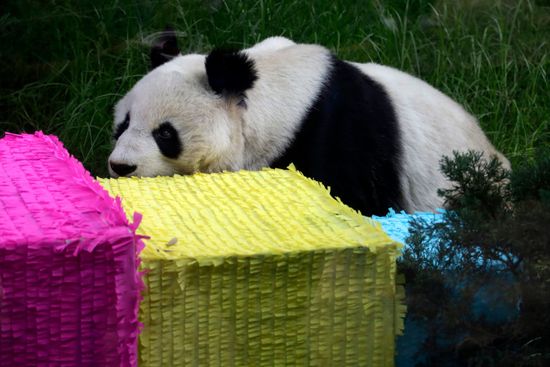 Giant Panda Shuan Shuan Longest Living Editorial Stock Photo - Stock ...