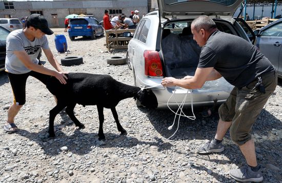 Kyrgyz Men Drag Sacrificial Sheep Load Editorial Stock Photo - Stock ...