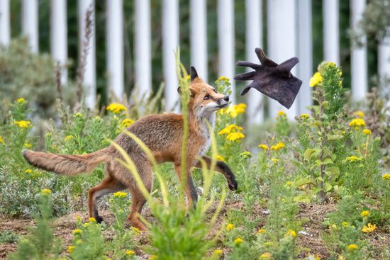 Cub Throwing Glove Into Air Fox Editorial Stock Photo - Stock Image ...