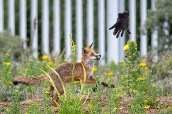 Cub Throwing Glove Into Air Fox Editorial Stock Photo - Stock Image ...