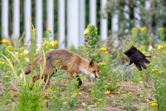Cub Throwing Glove Into Air Fox Editorial Stock Photo - Stock Image ...