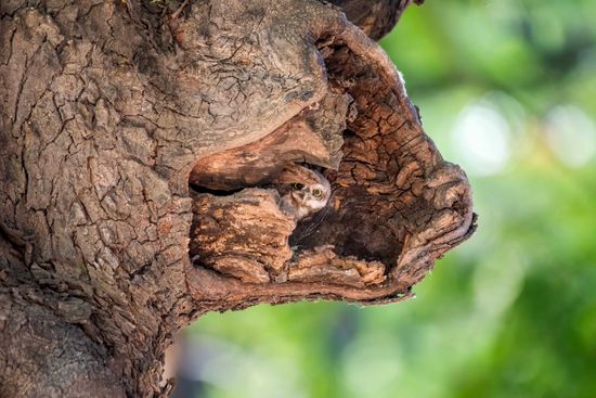 Owl Saluting By Using Parts Trunk Editorial Stock Photo - Stock Image ...