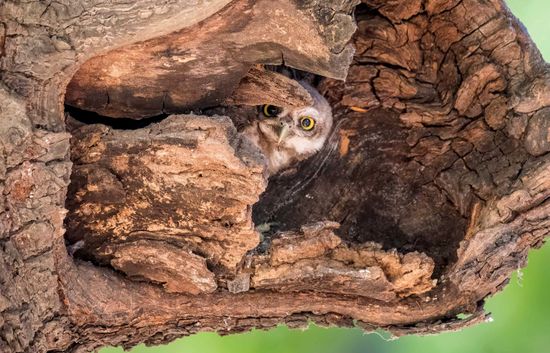 Owl Saluting By Using Parts Trunk Editorial Stock Photo - Stock Image ...