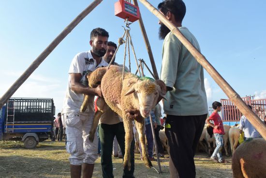 People Weigh Sheep Sacrificial Livestock Market Editorial Stock Photo ...