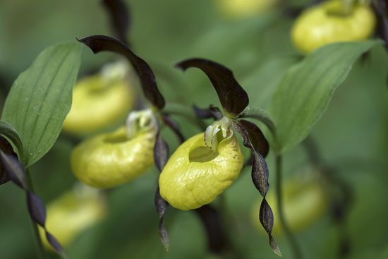 Yellow Cypripedium Calceolus Ladys Slipper Bavaria Editorial Stock ...