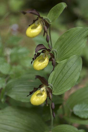 Yellow Cypripedium Calceolus Ladys Slipper Bavaria Editorial Stock ...