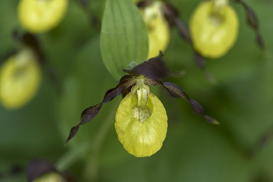 Yellow Cypripedium Calceolus Ladys Slipper Bavaria Editorial Stock ...