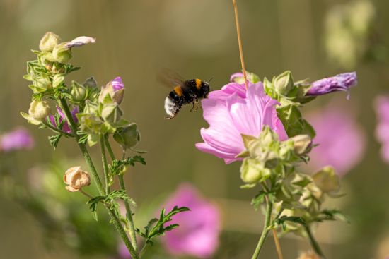 Northern Whitetailed Bumblebee Bombus Magnus On Editorial Stock Photo ...