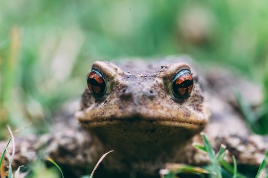 Toad Meadow Editorial Stock Photo - Stock Image | Shutterstock